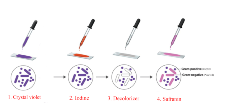 Gram staining - Gram positive and Gram negative - BioChemiThon