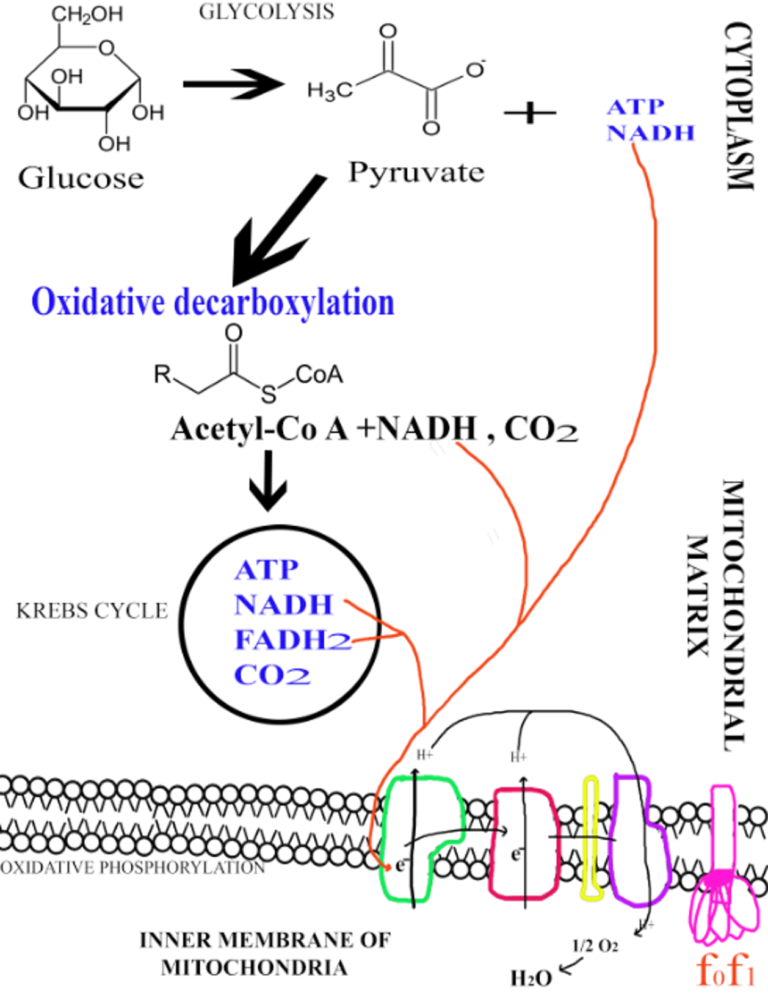 What is Cellular Respiration - Biology - BioChemiThon