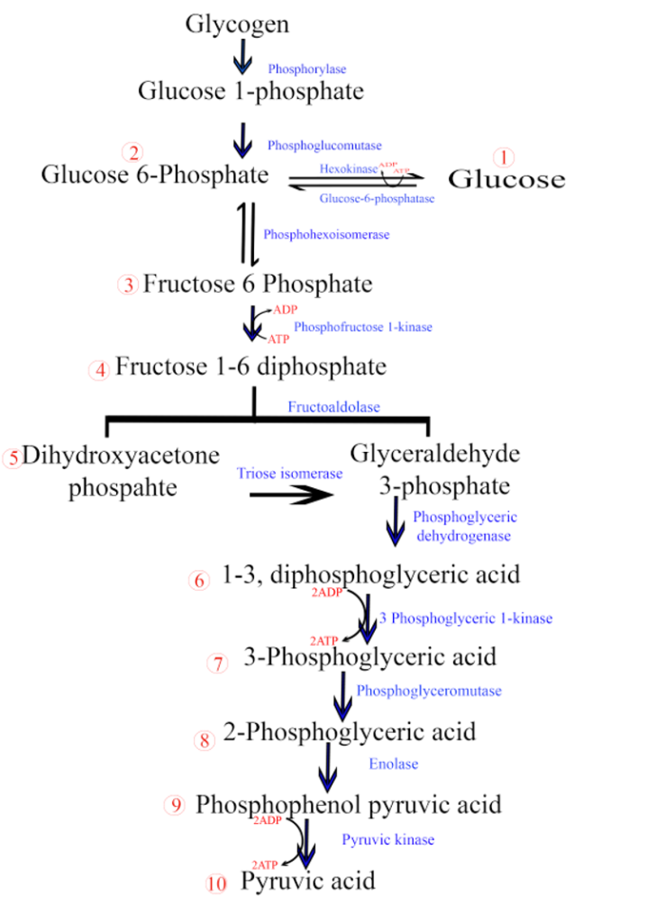 What is Cellular Respiration - Biology - BioChemiThon