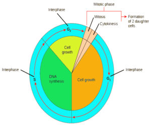 CELL CYCLE - Interphase-Mitosis - BioChemiThon
