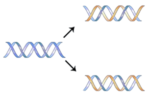 DNA replication - (Prokaryotes and Eukaryotes) | BioChemiThon