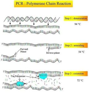 Polymerase Chain Reaction / PCR- BioChemiThon