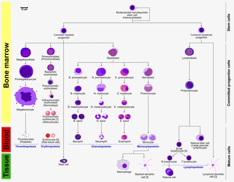 Hematopoiesis Biology Immunology Biochemithon