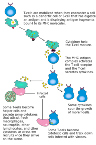 Cells of Lymphoid Lineage - Biology - BioChemiThon