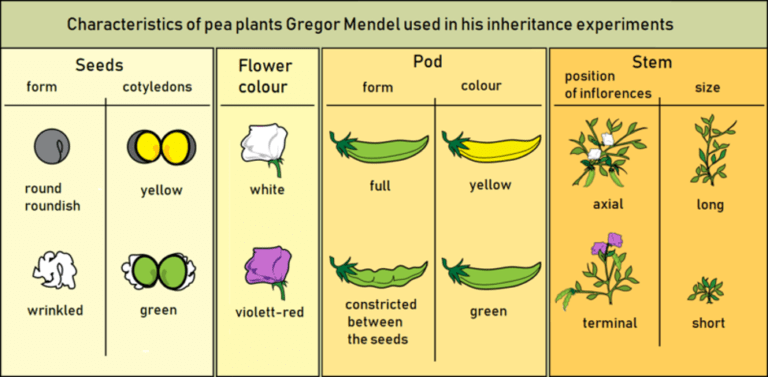 INTRODUCTION TO GENETICS - Biology-BioChemiThon