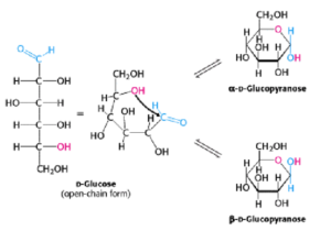 CARBOHYDRATES -Biochemistry - BioChemiThon
