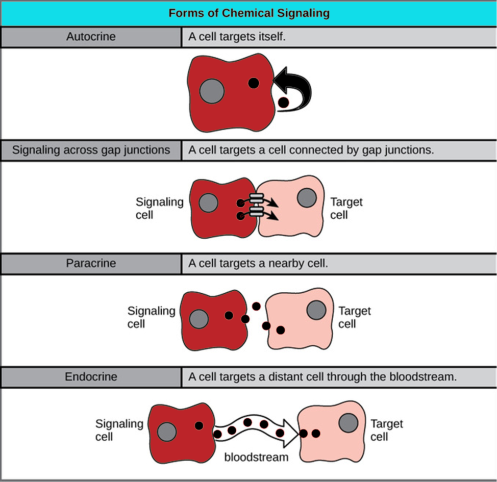 Cell Signaling And Types Of Signaling BioChemiThon
