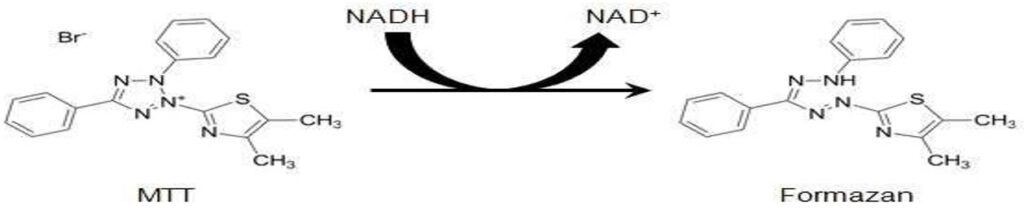 CELL VIABILITY ASSAY - Biology | BioChemiThon