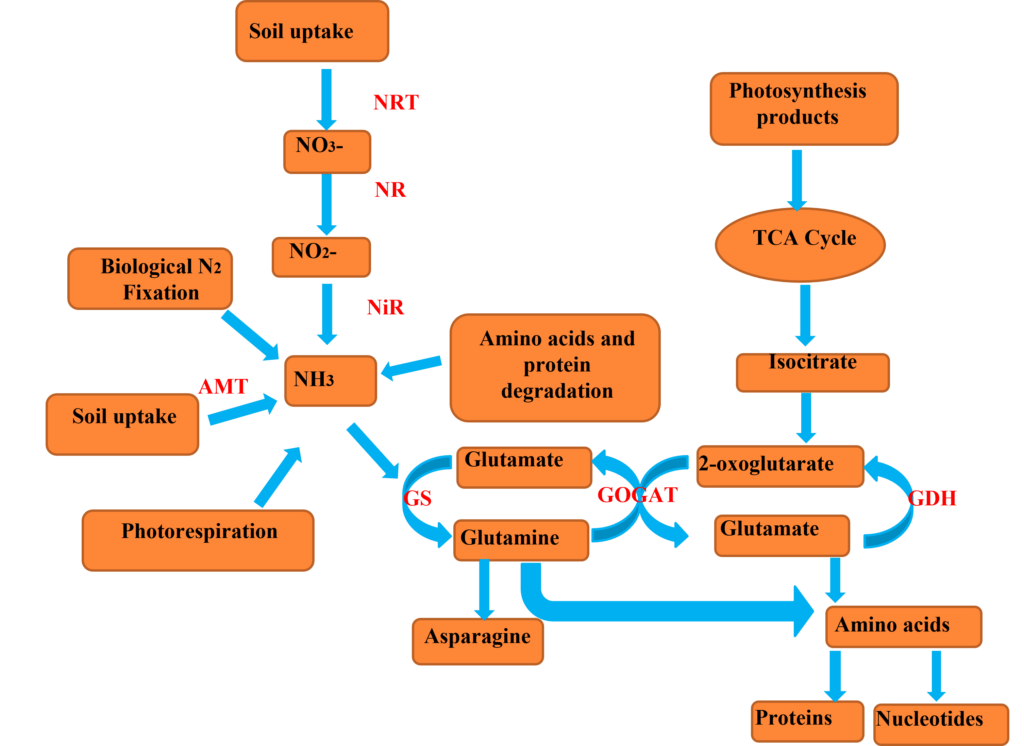 Role of Nitrogen in Crops - BioChemiThon BioChemiThon