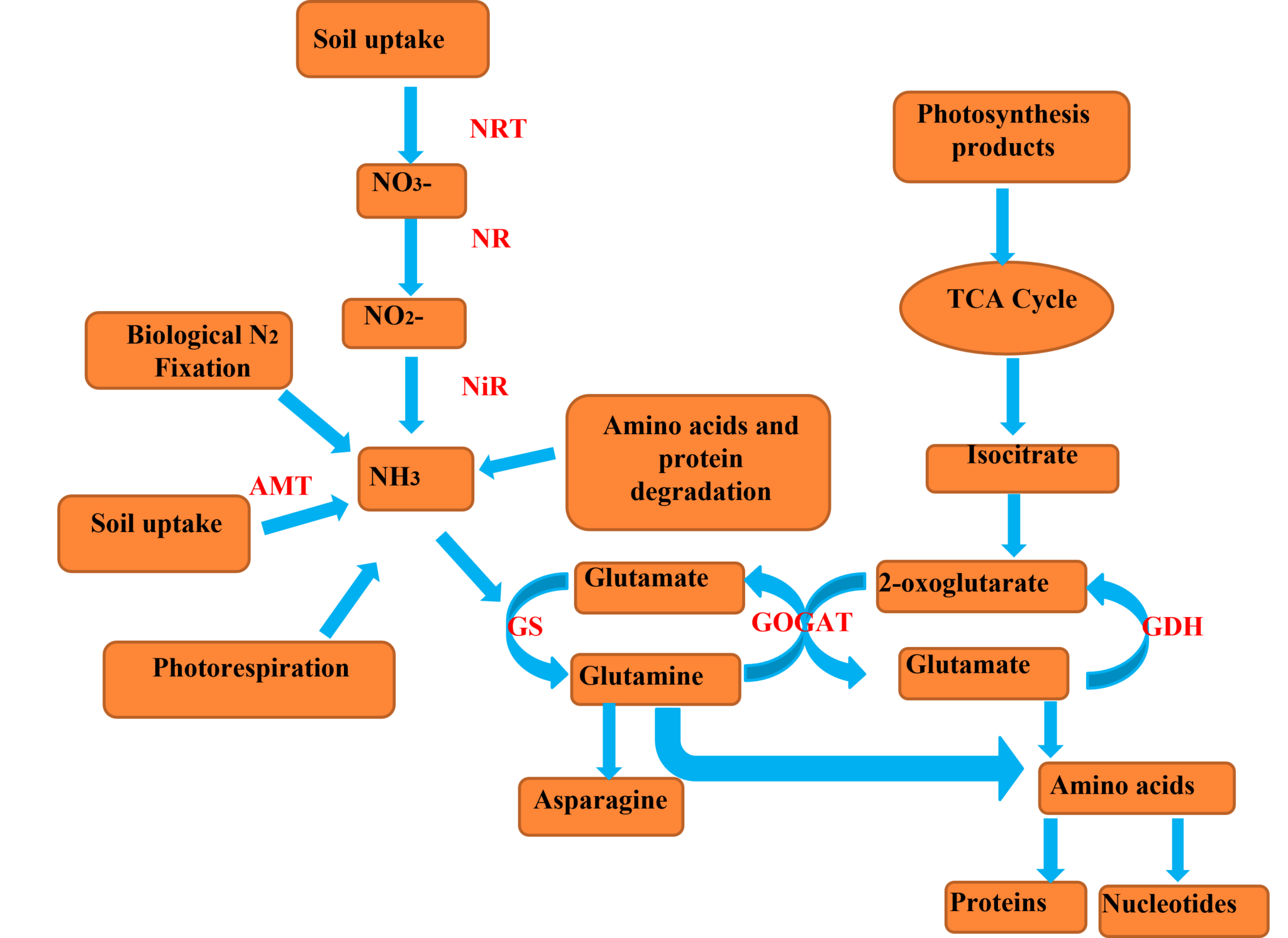 Role of Nitrogen in Crops - BioChemiThon BioChemiThon